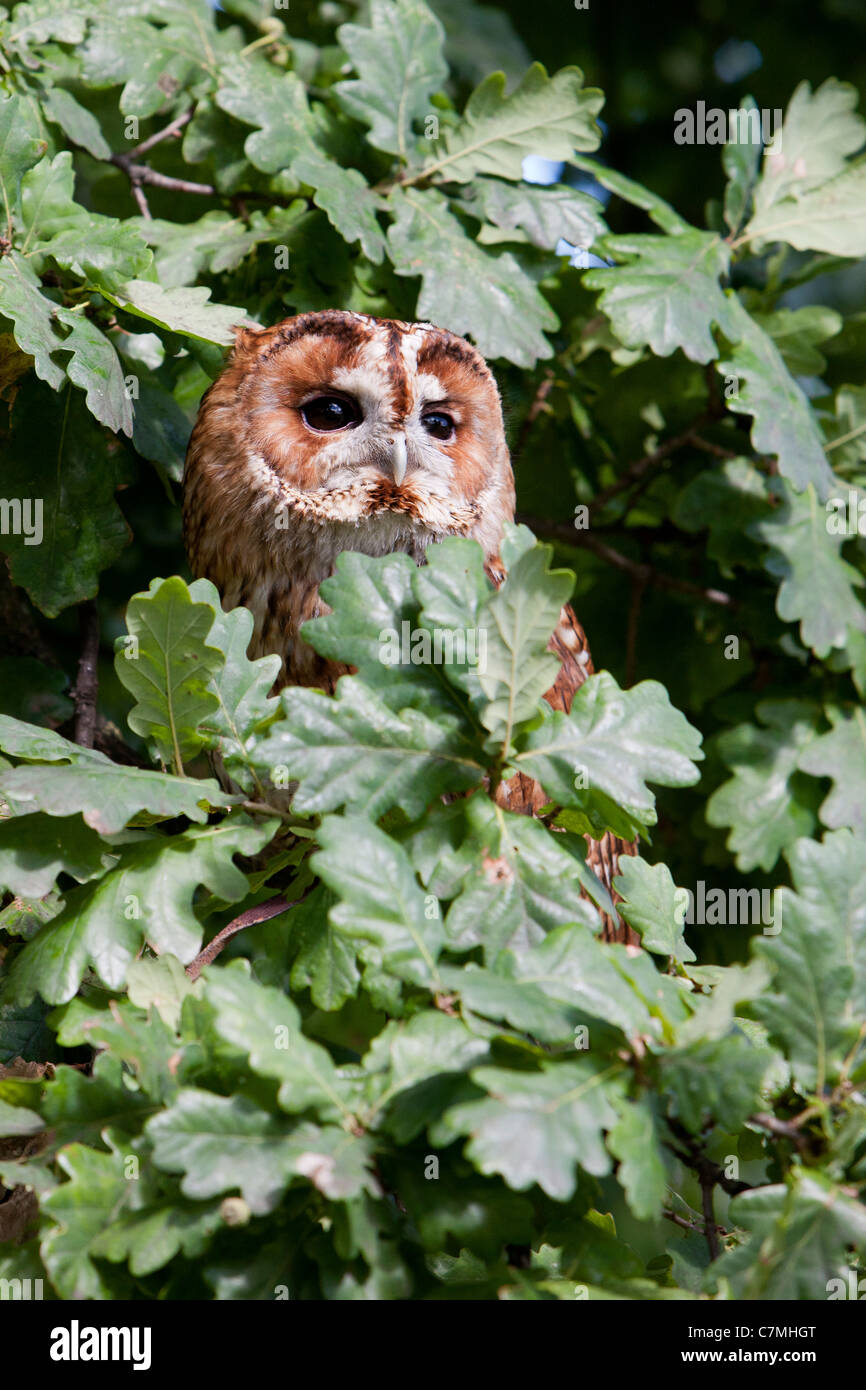 Tawny Owl perched in tree Stock Photo - Alamy