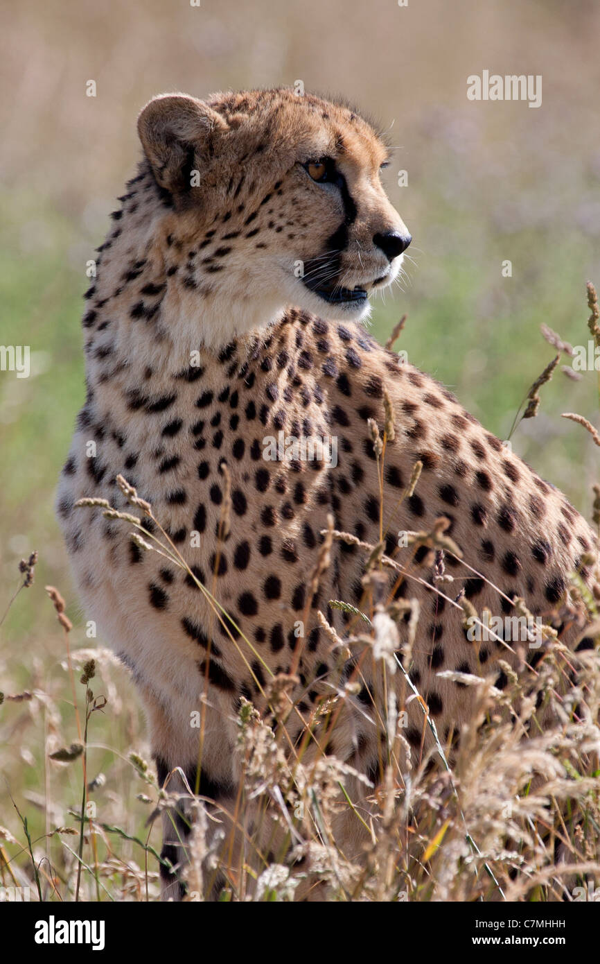 Land animal hi-res stock photography and images - Alamy