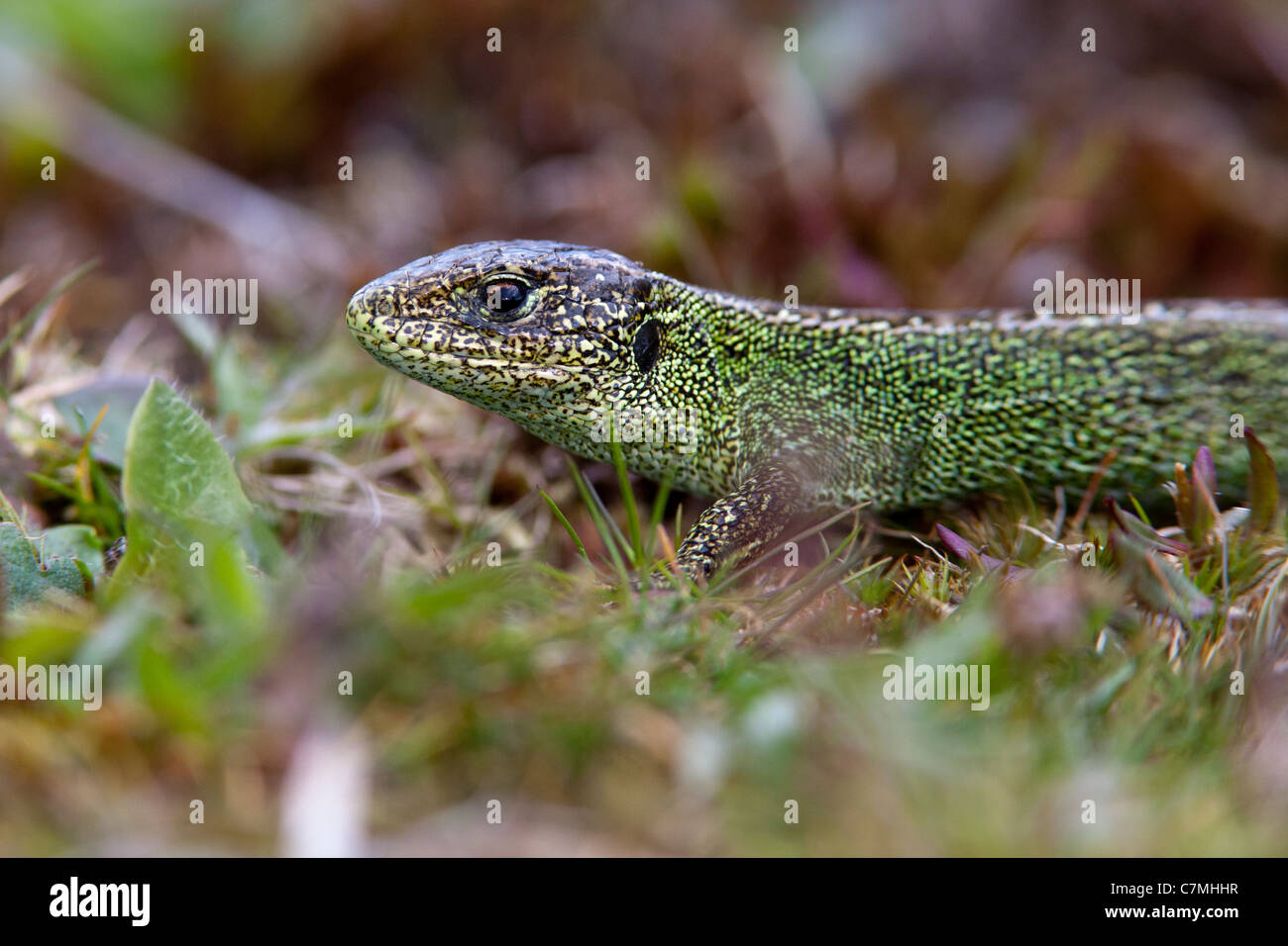 Common Lizard in grass Stock Photo - Alamy
