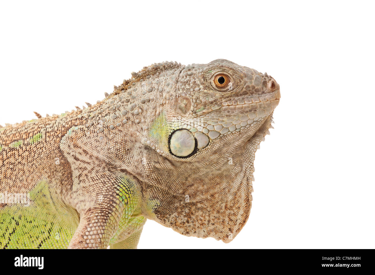 Iguana iguana body hi-res stock photography and images - Alamy