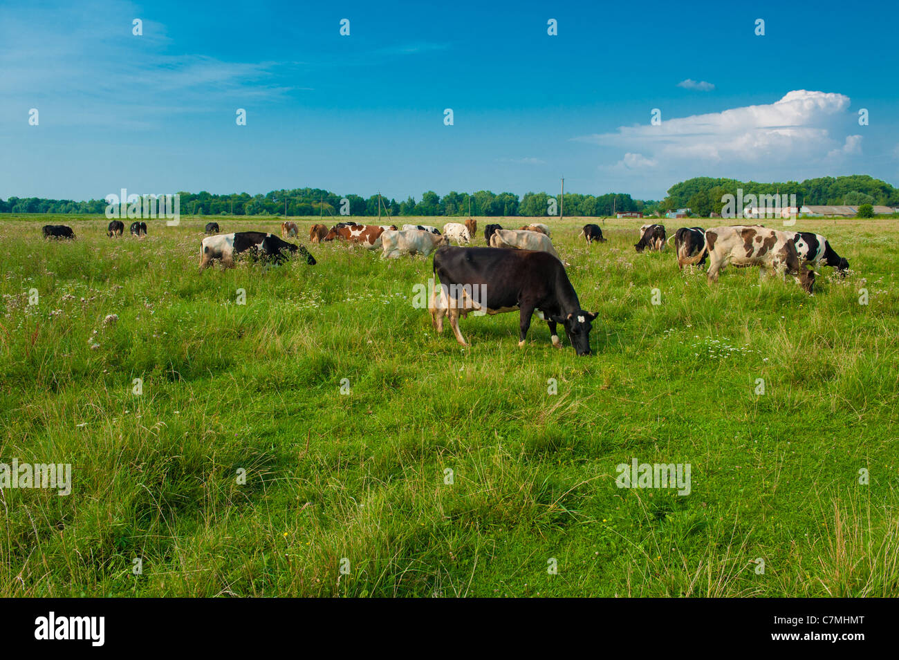 grazing cows in ukraine Stock Photo - Alamy