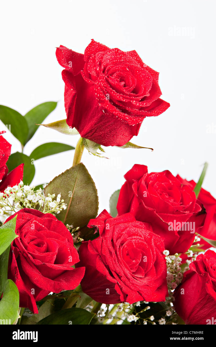 A bunch of red rose blooms isolated against a white background in a ...