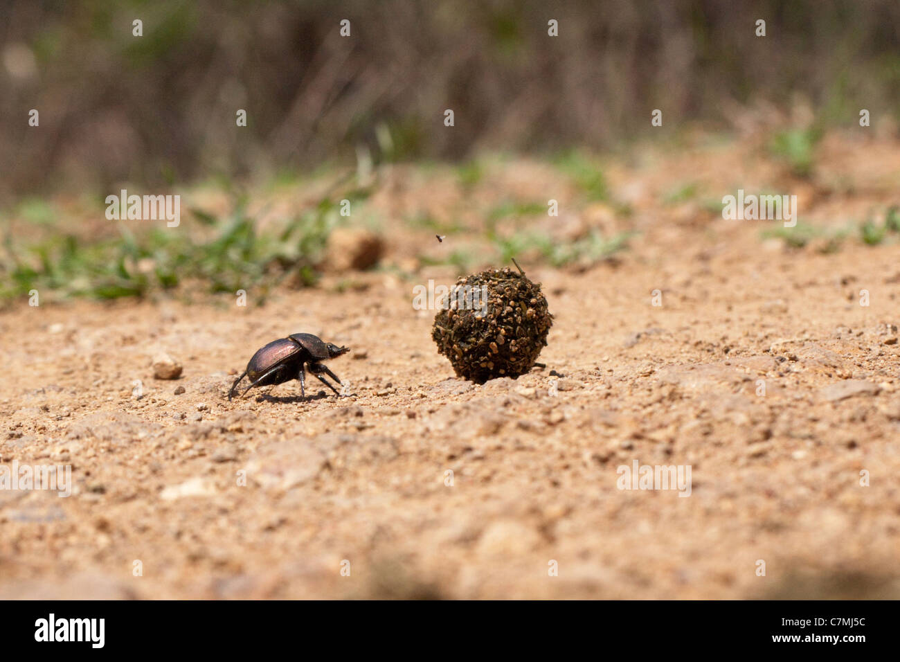 Dungbeetle hi-res stock photography and images - Alamy