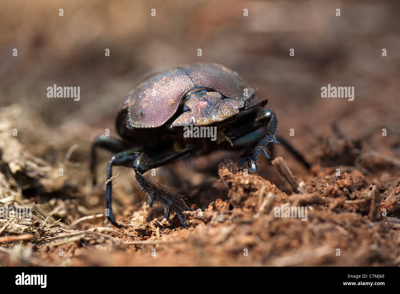 Copper dung beetle hi-res stock photography and images - Alamy
