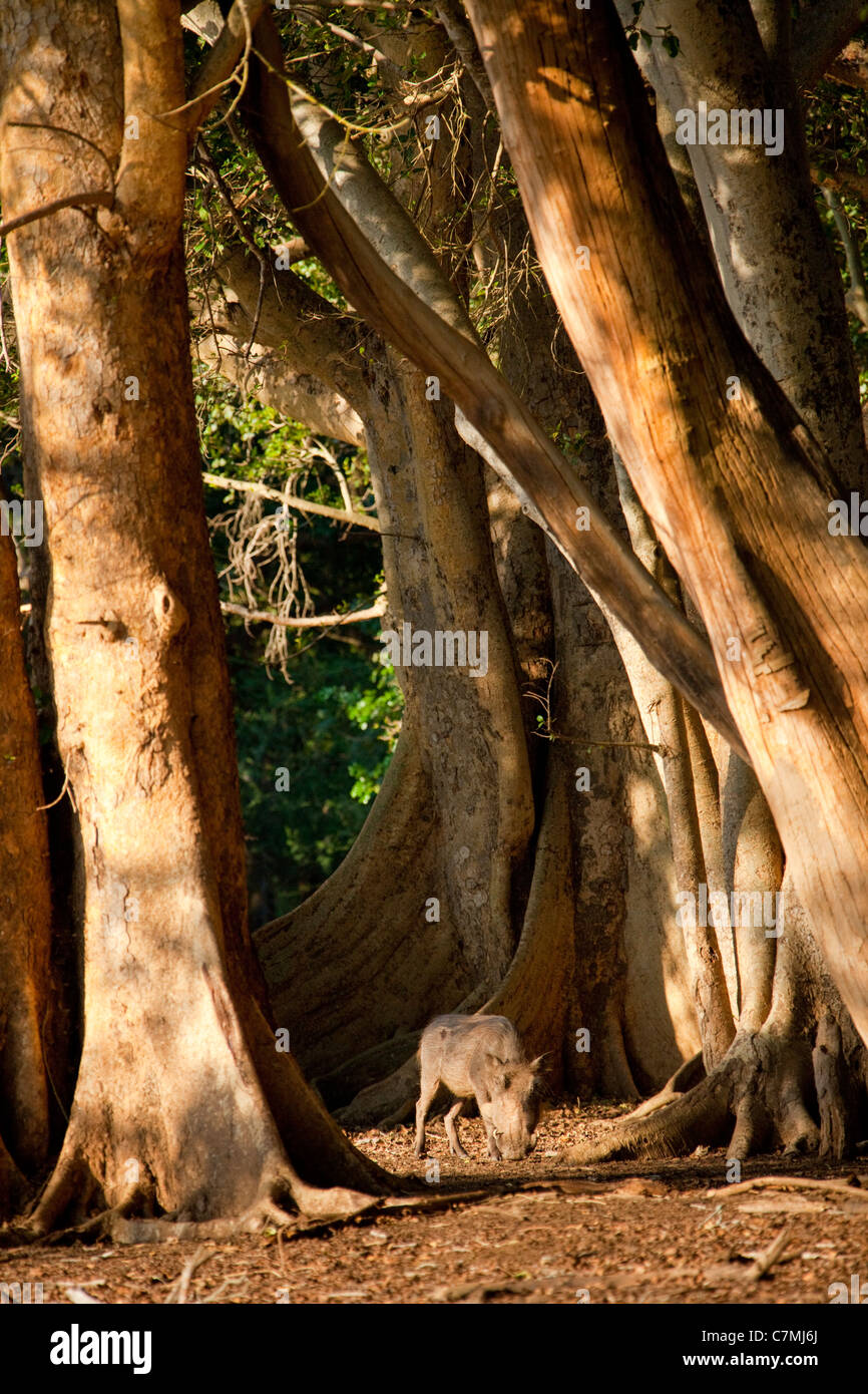Warthog (Phacochoerus africanus) standing amount fig trees. Ndumo Game ...
