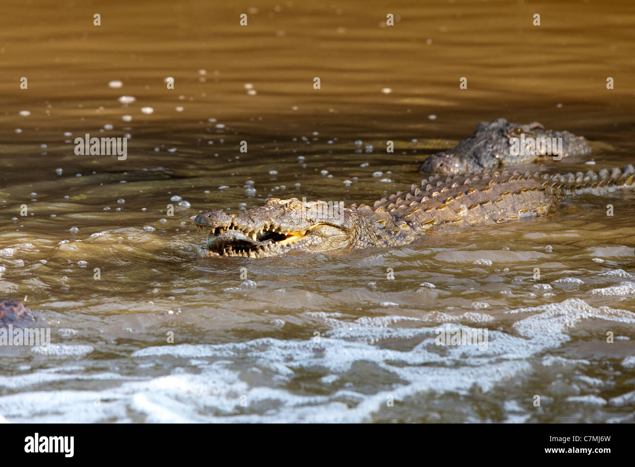 Nile Crocodile (Crocodylus niloticus) with Tilapia fish. The crocodiles ...