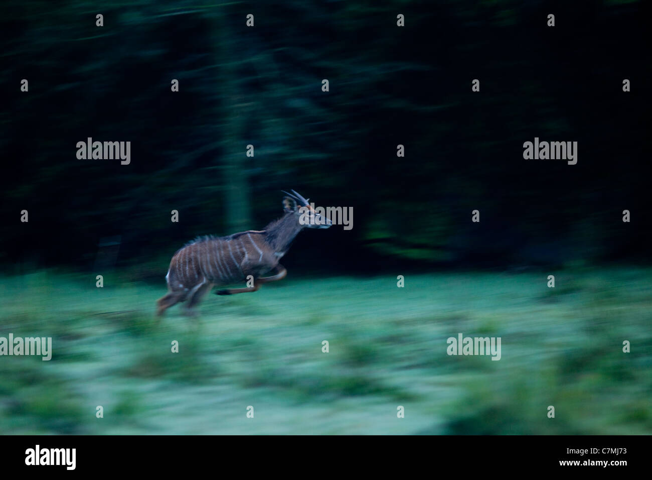 Running Nyala (Tragelaphus angasii) at dawn. Ndumo Game Reserve ...