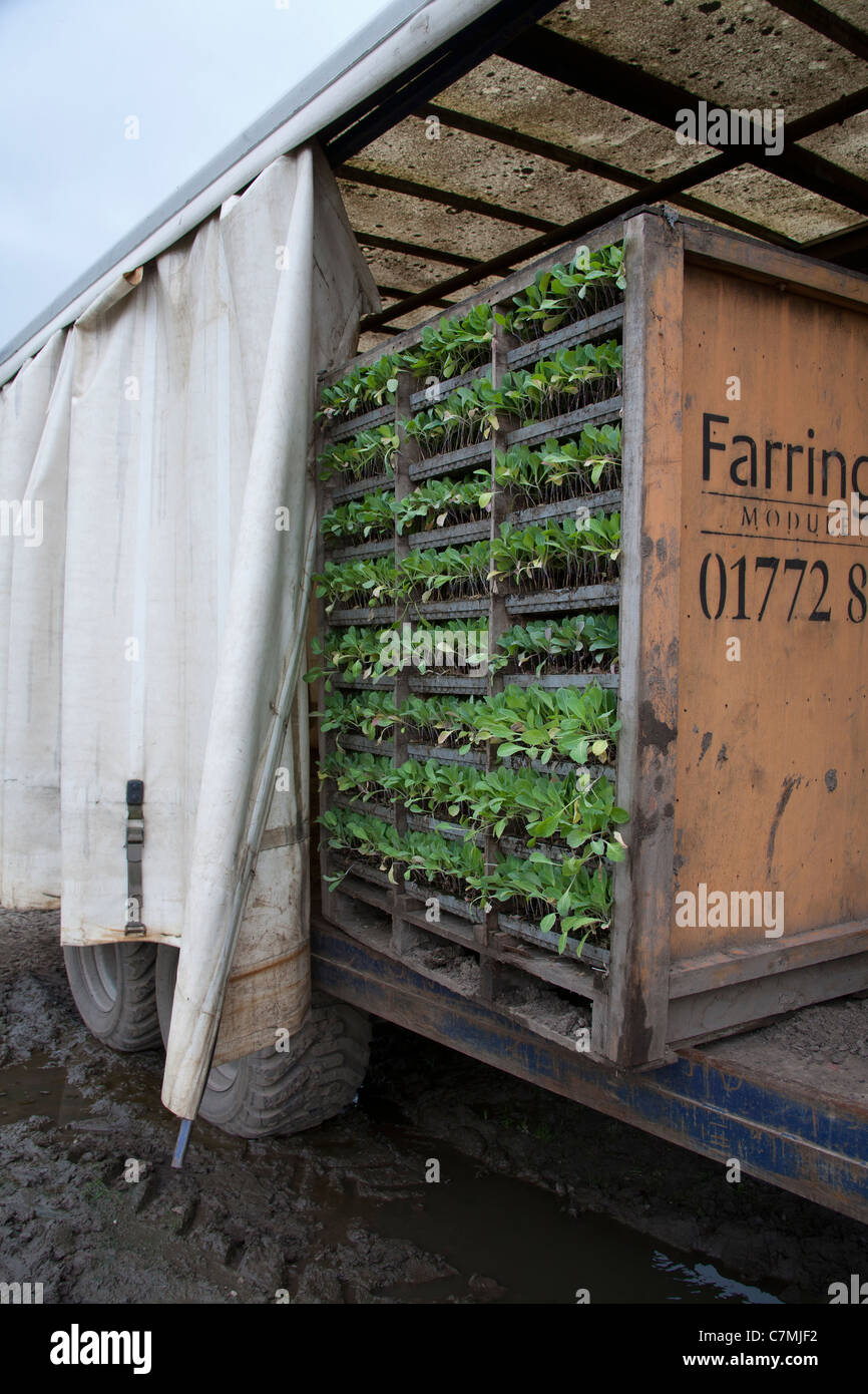 Module Plants Farm Container on Farmland, Southport, Merseyside, UK ...