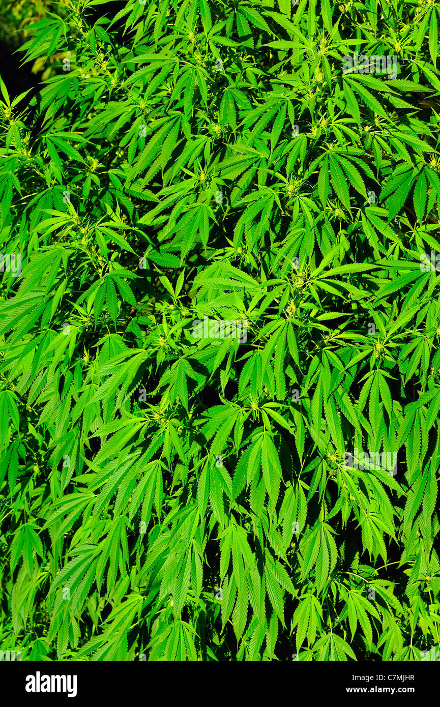 Cannabis bush hi-res stock photography and images - Alamy