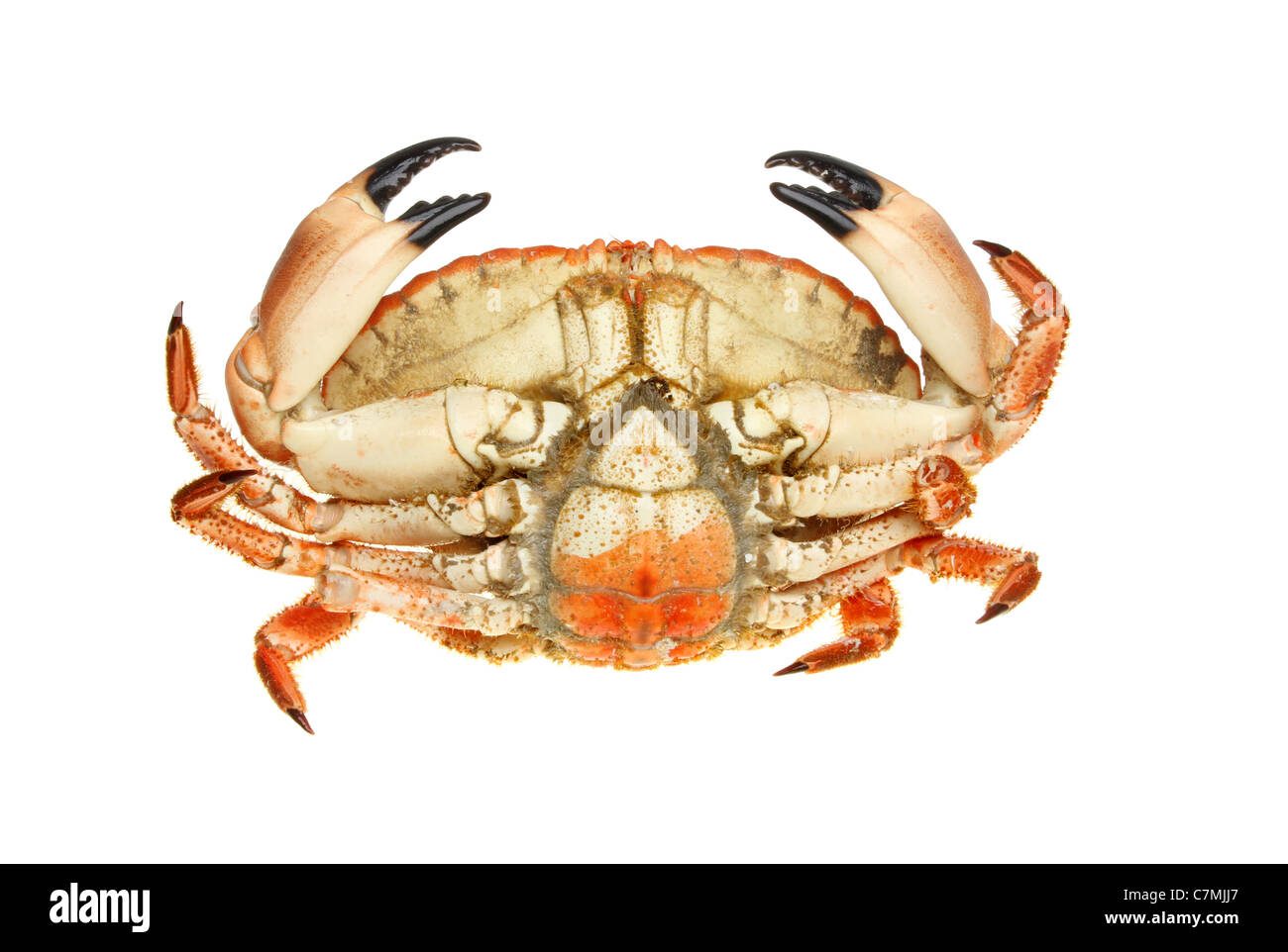 Underside of a cooked brown crab isolated against white Stock Photo - Alamy