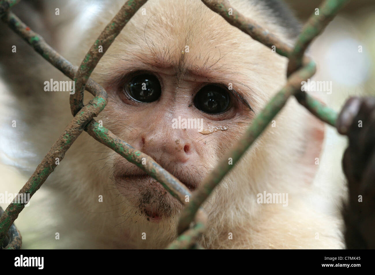 A monkey crying hi-res stock photography and images - Alamy