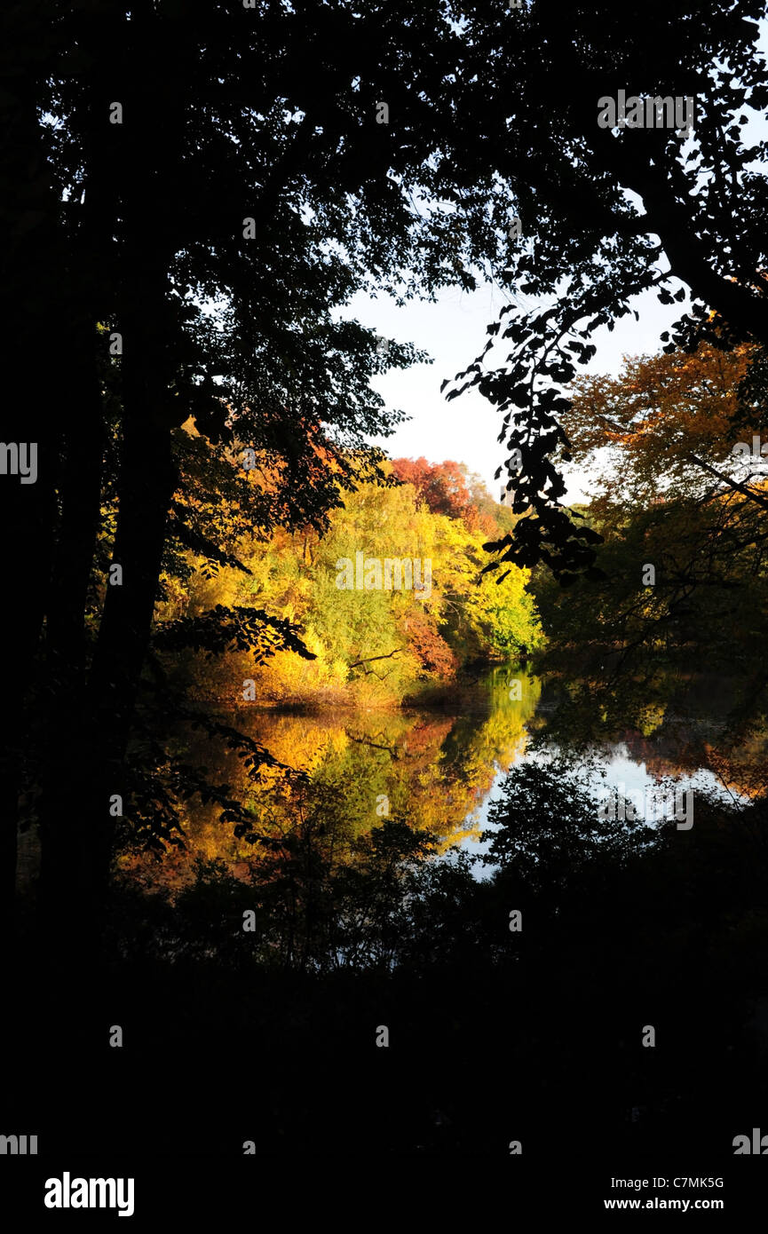 Tree many tall green leaves rising background view hi-res stock ...