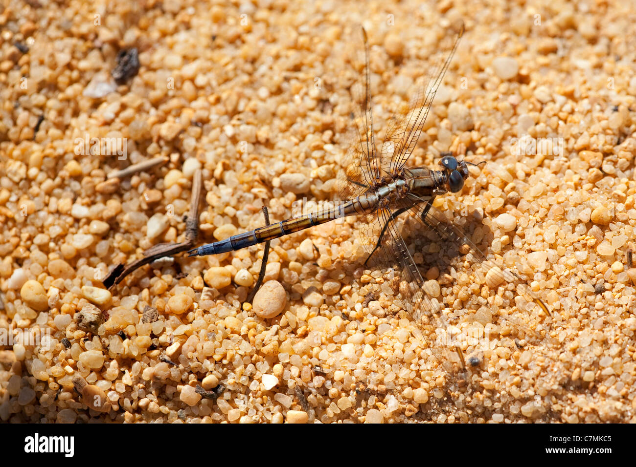 Epaulet Skimmer Orthetrum chrysostigma. Teneral Male showing blue ...