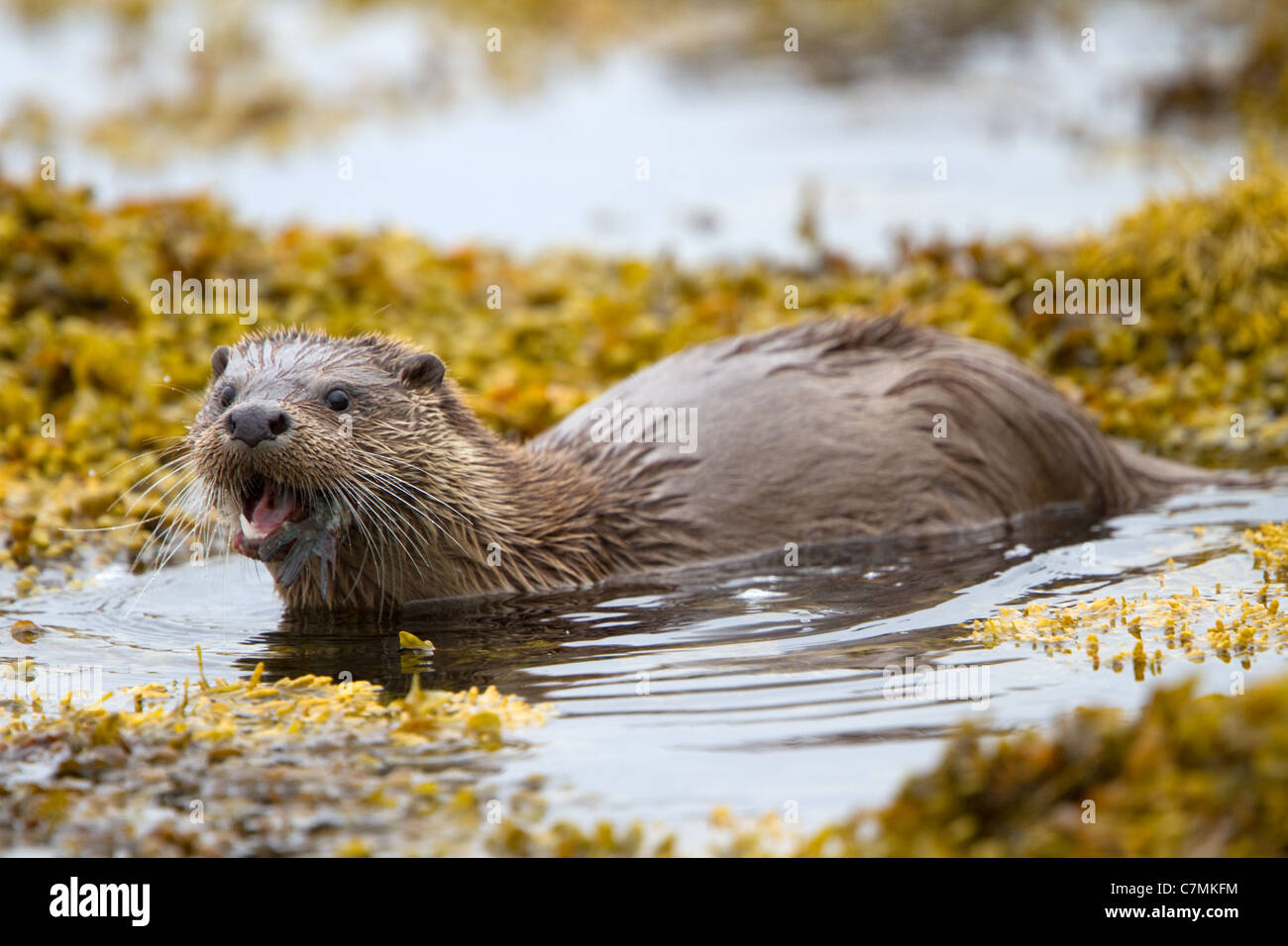 Eurasian river otter lutra lutra hi-res stock photography and images ...