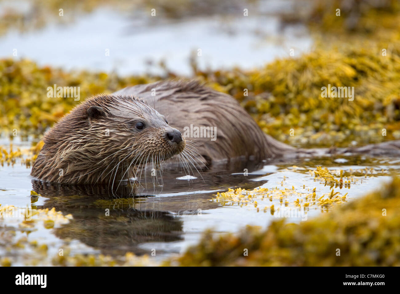 Otter scotland hi-res stock photography and images - Alamy