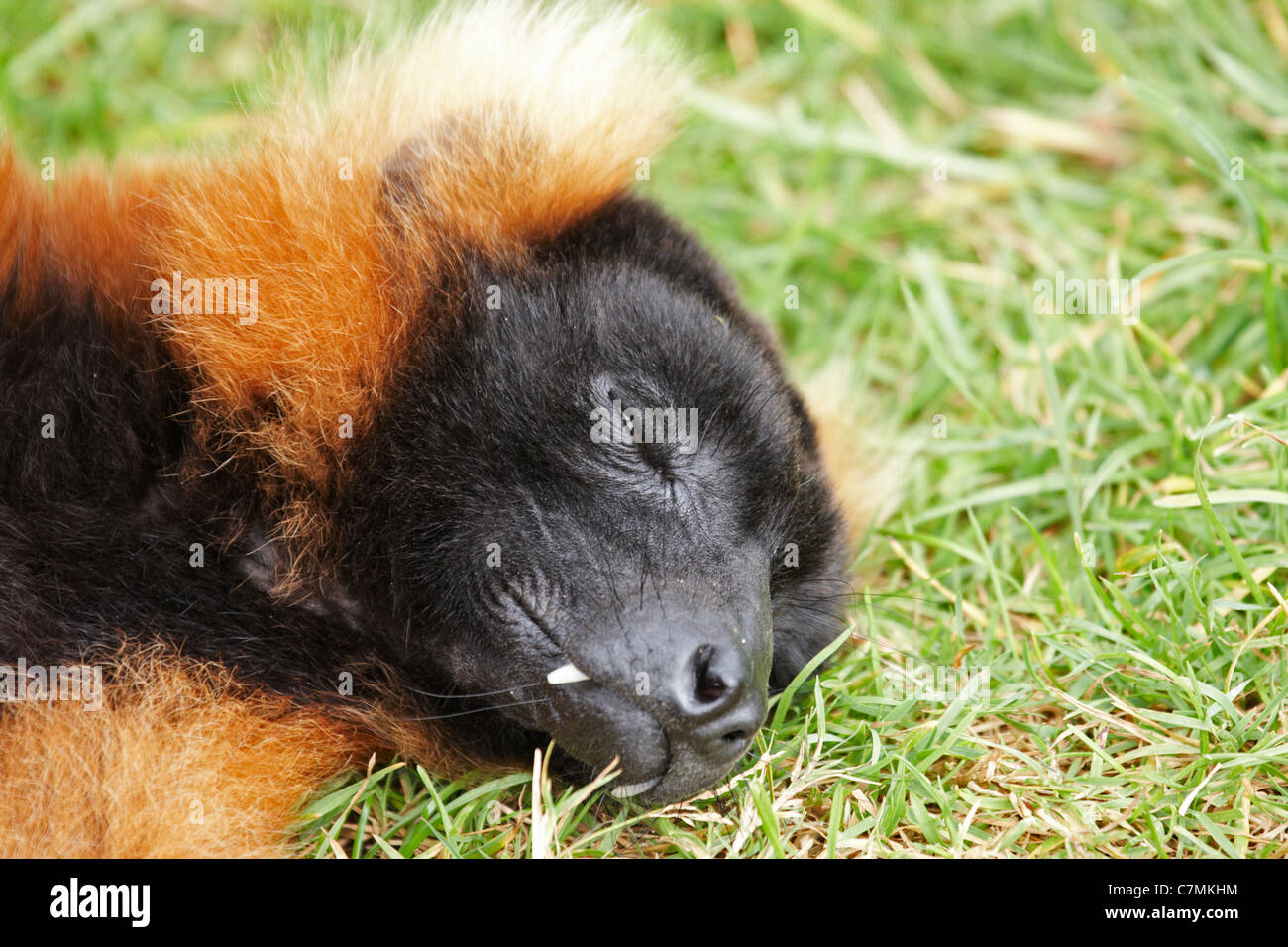 Red ruffed lemur teeth hi-res stock photography and images - Alamy