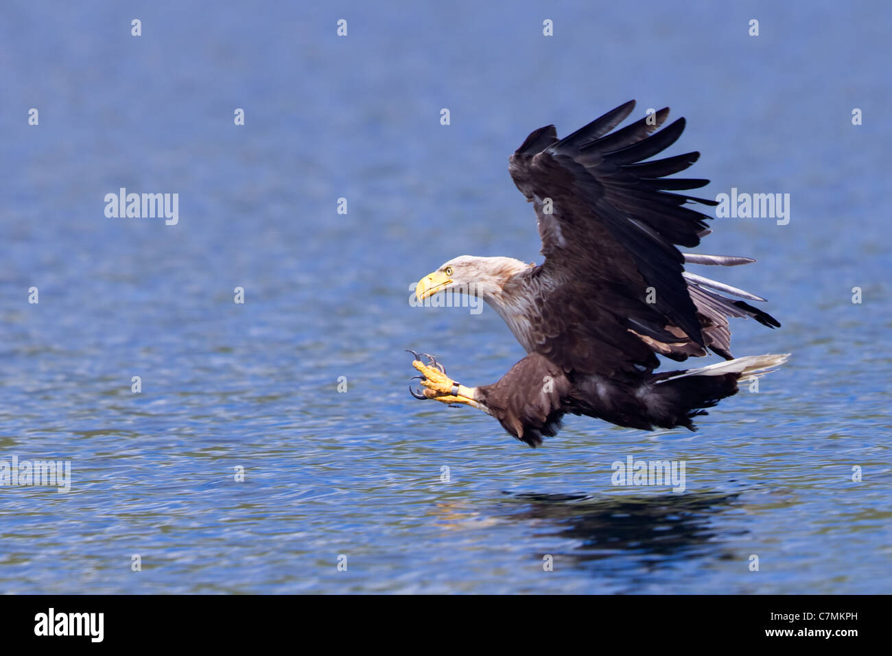 White tailed sea eagle catching fish hi-res stock photography and ...