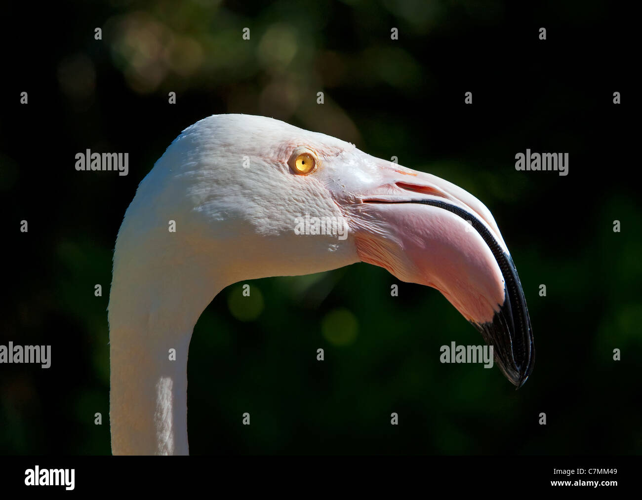 head flamingo bird animal wildlife portrait head beak bill Stock Photo ...