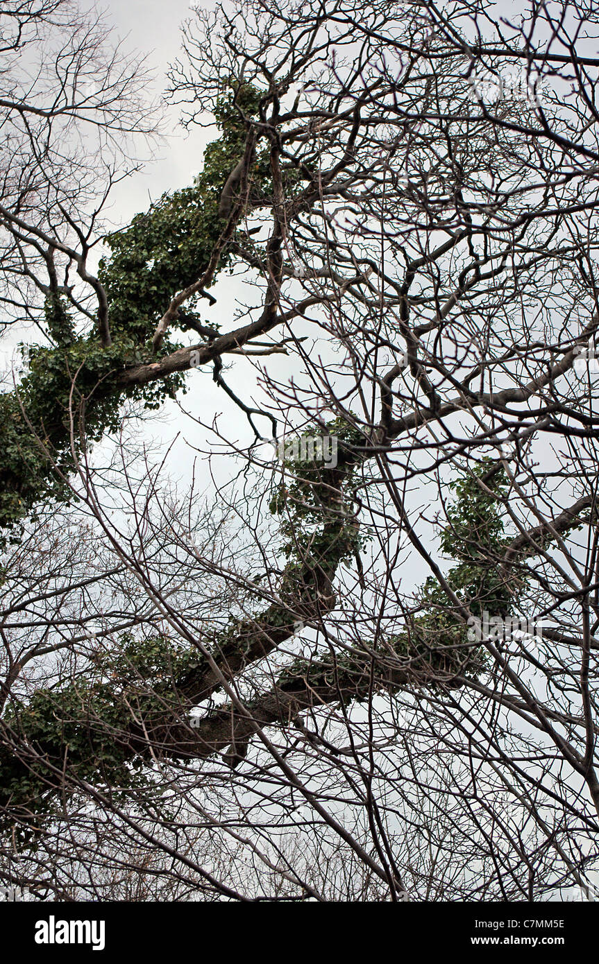 Invasive English Ivy (Hedera helix) climbing a deciduous tree Stock ...