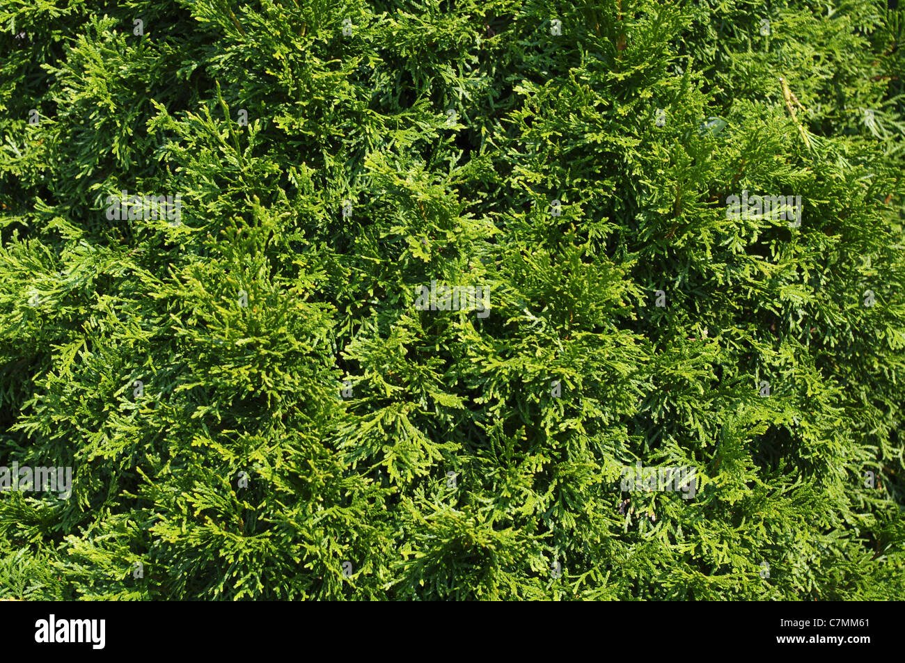 close up of juniper (juniperus) shrub Stock Photo - Alamy