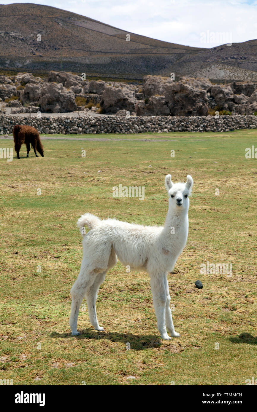 A cria (baby llama) near Coqueza, Uyuni Salt Lake, Bolivia Stock Photo ...