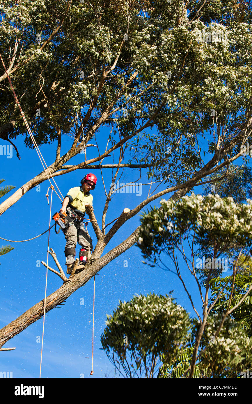 A tree remover climbing out on a branch Stock Photo - Alamy