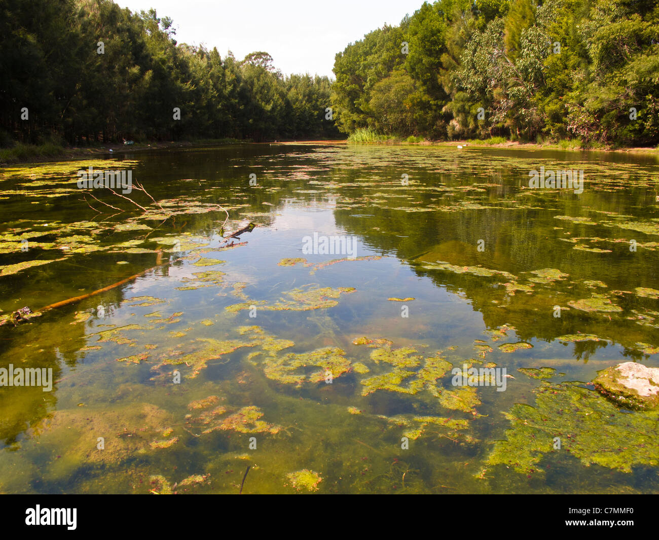 Skery Polluted Watershed