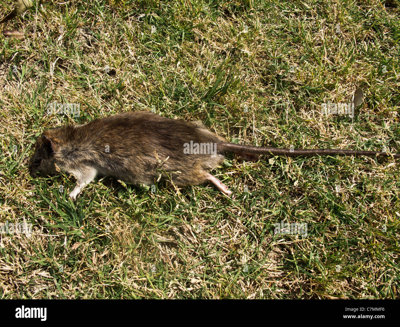 A dead black rat Stock Photo - Alamy