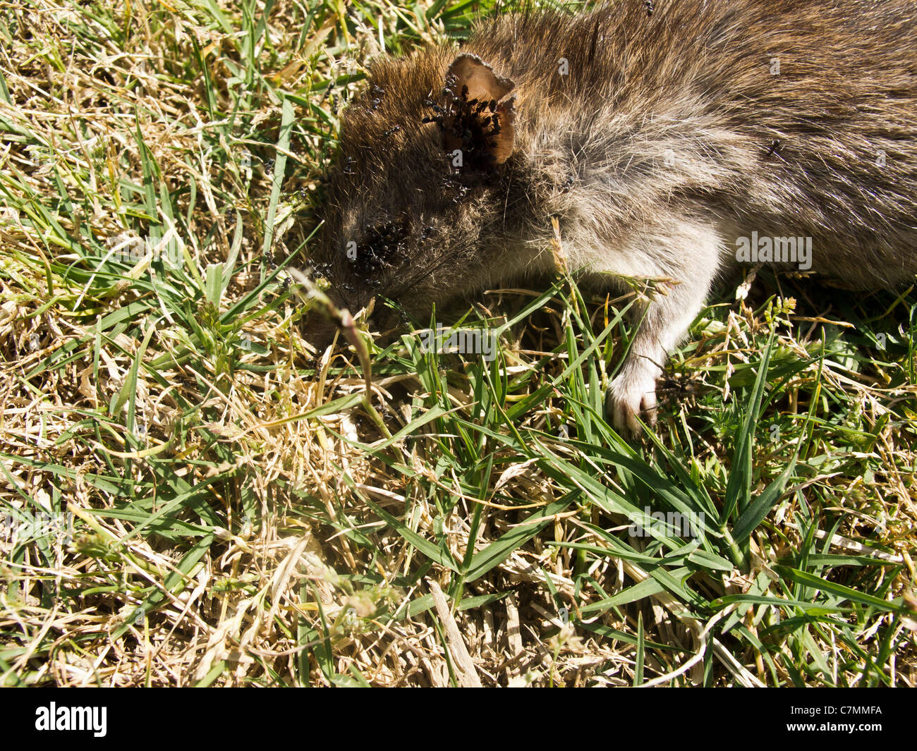 Rat death hi-res stock photography and images - Alamy