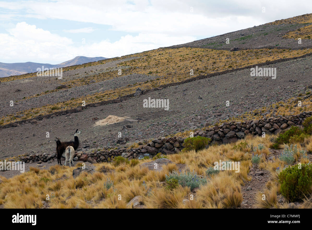 Llamas on the mountainside above Coqueza, Bolivia Stock Photo - Alamy