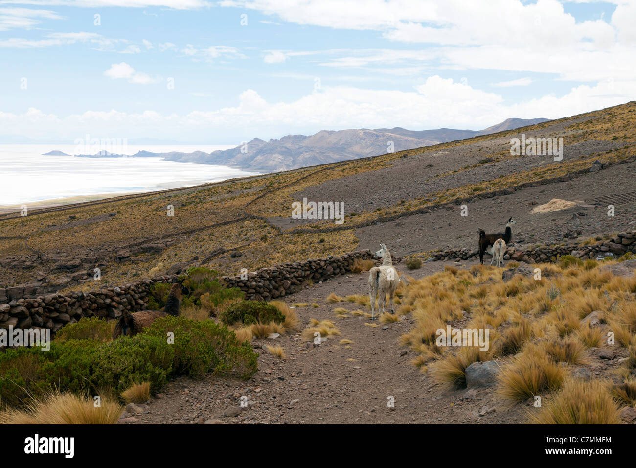Domesticated llamas on the mountainside above Coqueza, Bolivia Stock ...