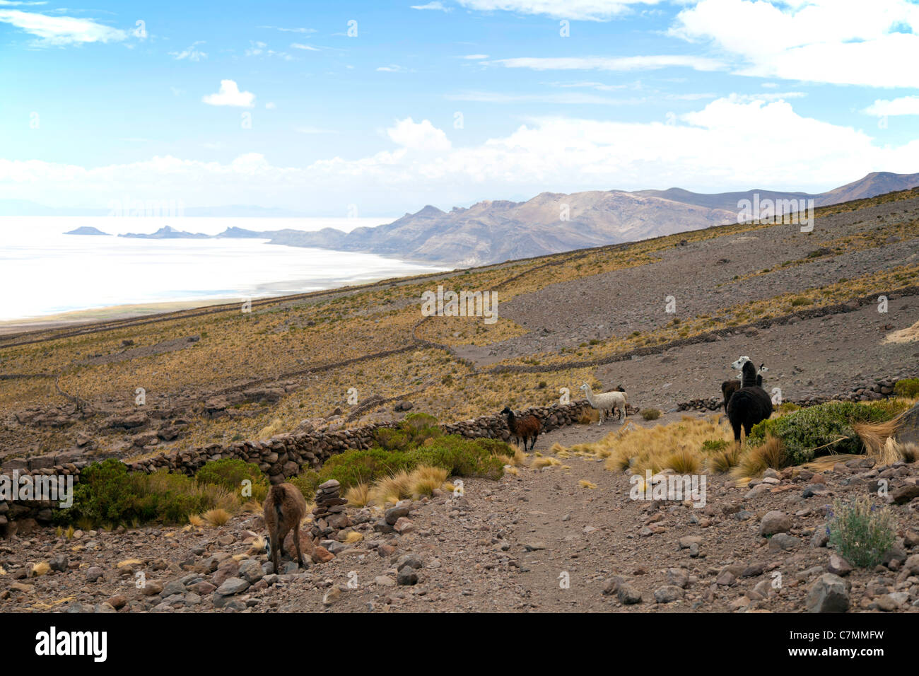 Llamas on the mountainside above Coqueza, Bolivia Stock Photo - Alamy