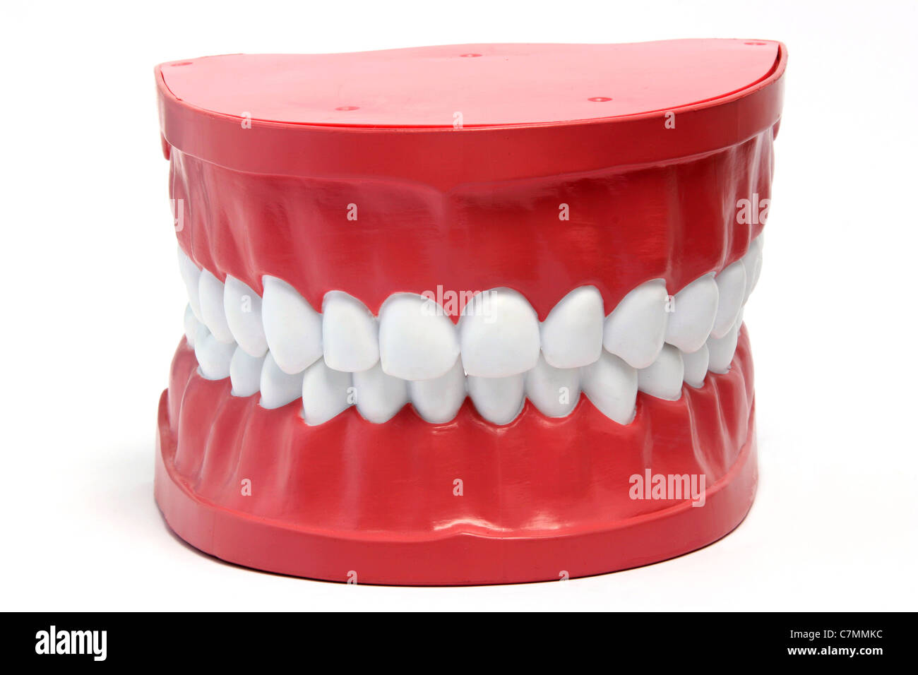 A dental model smiling Stock Photo - Alamy