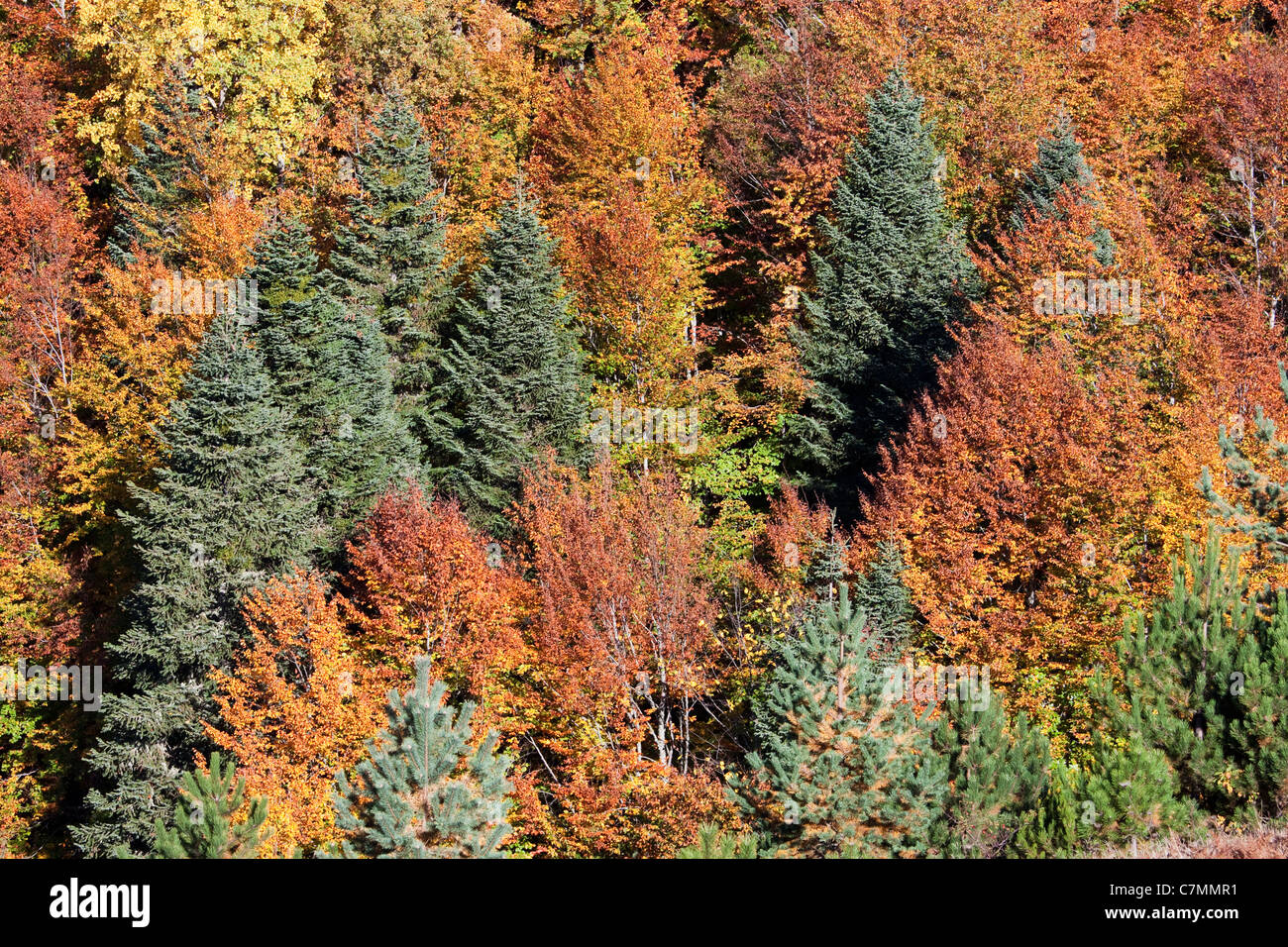 Kure Mountains fall colors Kastamonu Turkey Stock Photo - Alamy