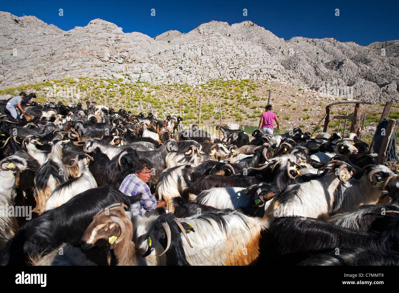Goat herder hi-res stock photography and images - Alamy
