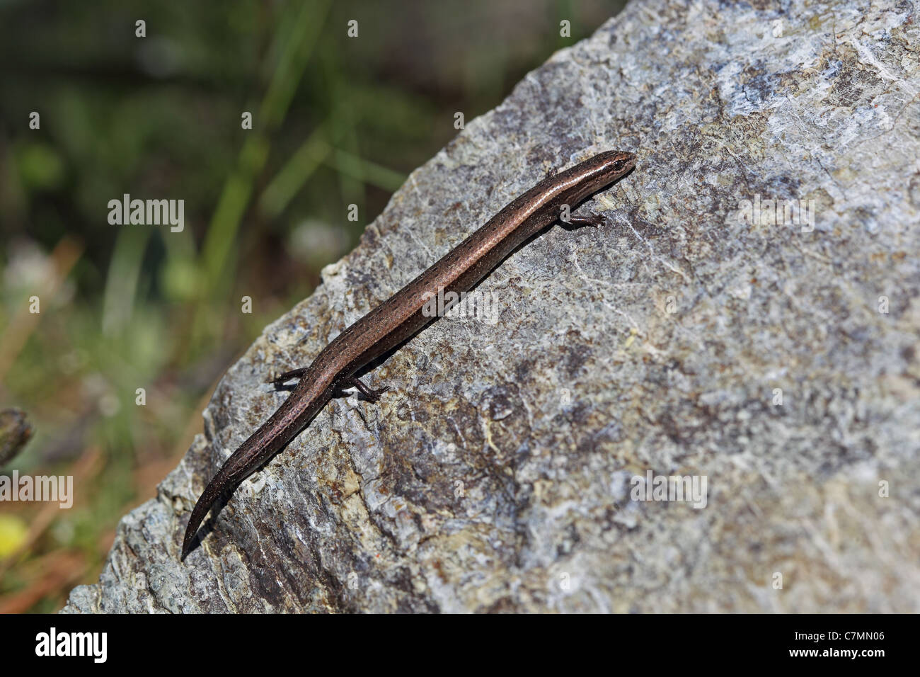 Snake-eyed Skink (Ablepharus kitaibelii Stock Photo - Alamy