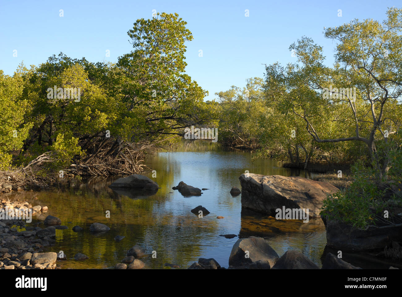 mangrove swamp and tidal creek at low tide, between Cockle Bay and West ...