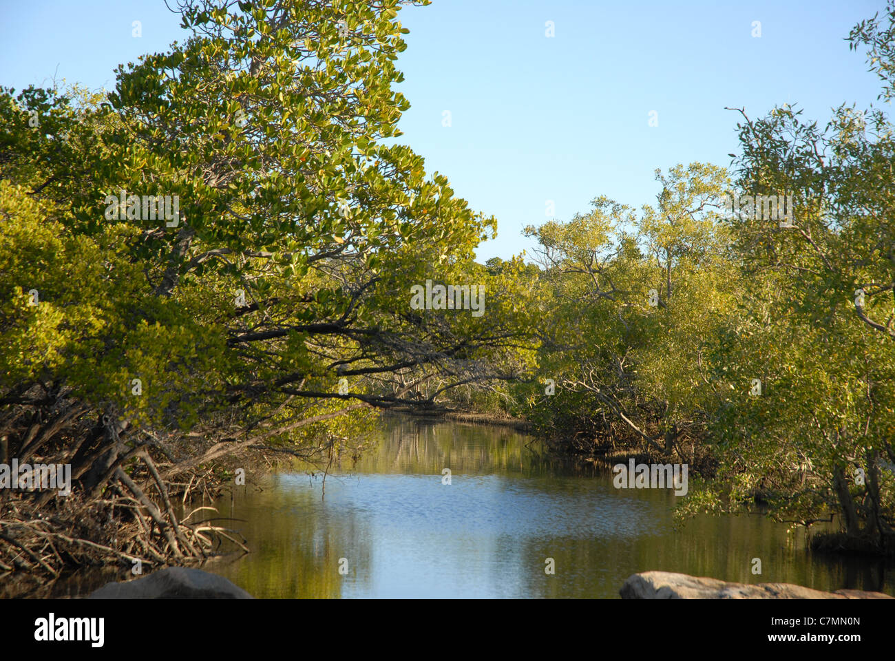 mangrove swamp and tidal creek at low tide, between Cockle Bay and West ...
