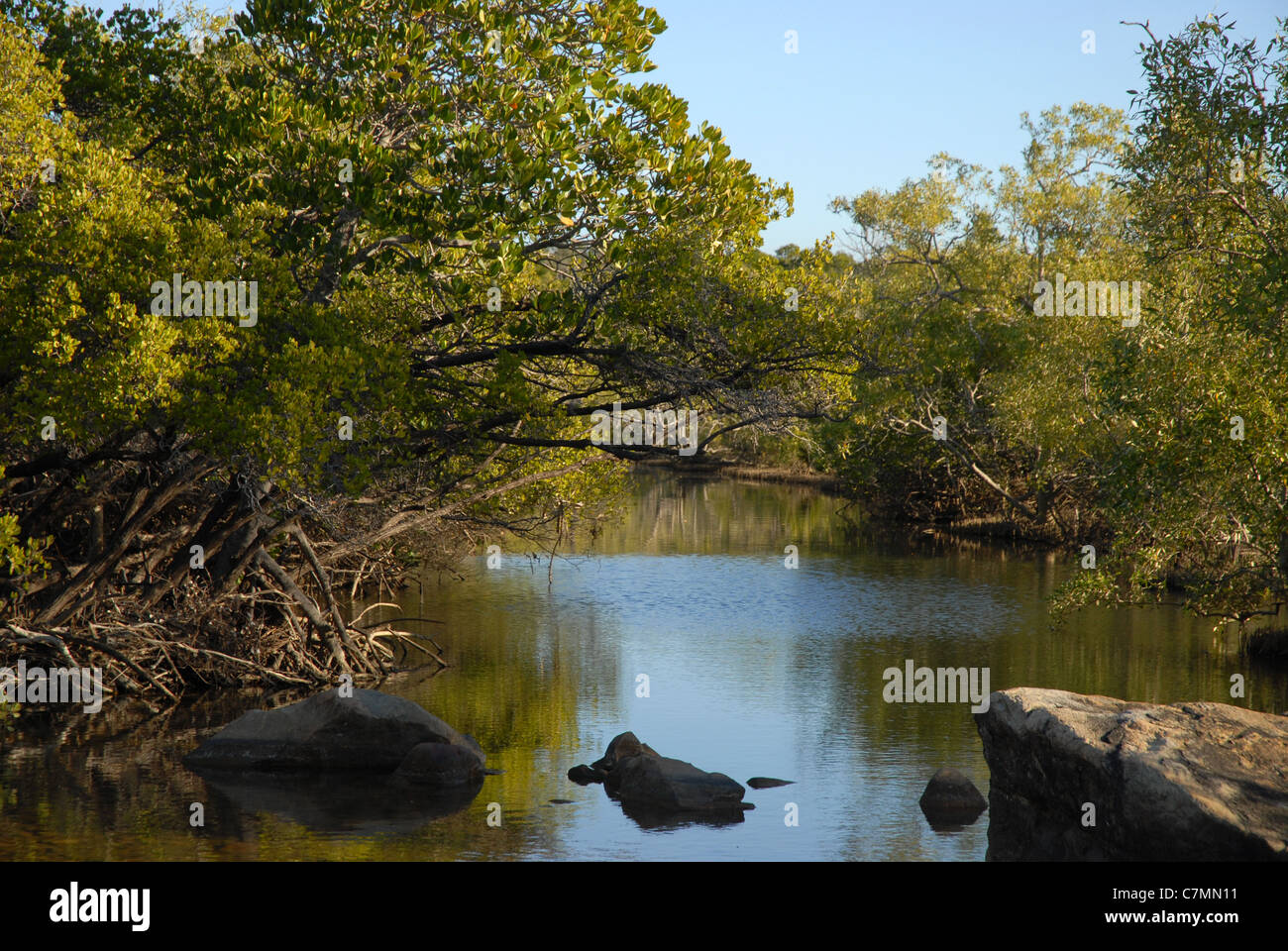 mangrove swamp and tidal creek at low tide, between Cockle Bay and West ...