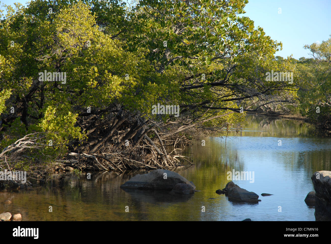Mangrove swamp australia hi-res stock photography and images - Alamy