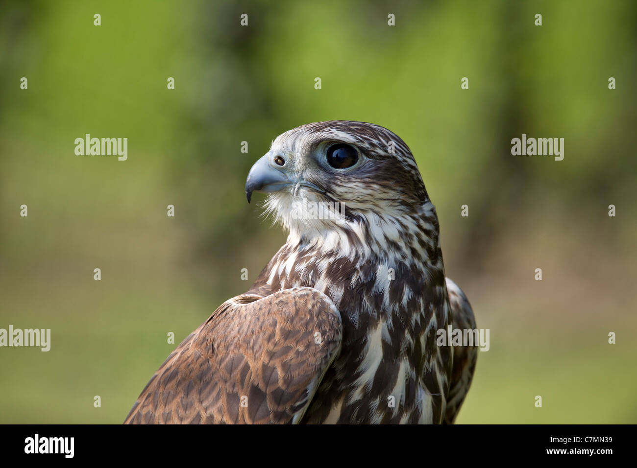 Saker falcon hi-res stock photography and images - Alamy