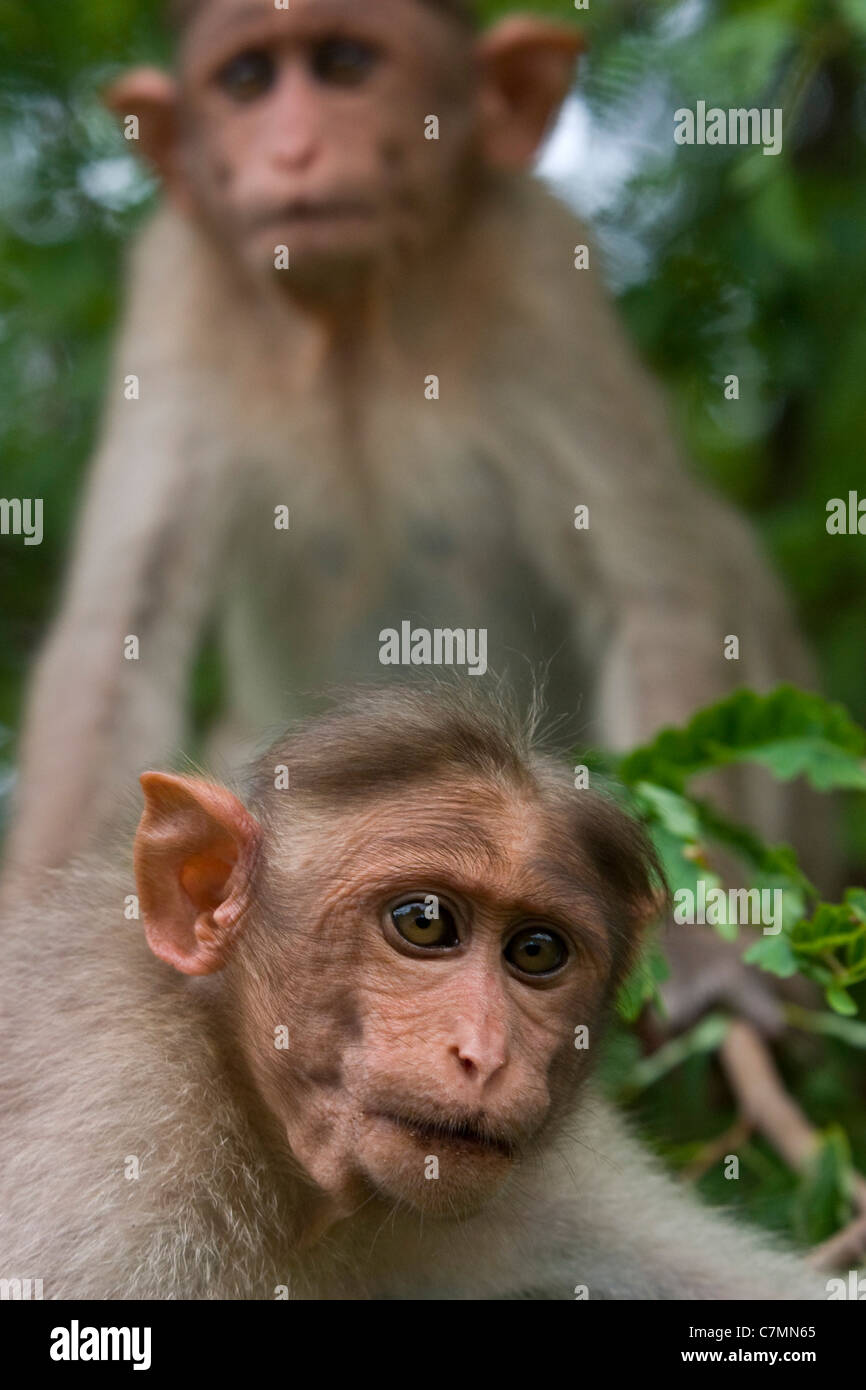 Two monkeys, Bonnet Macaques (Macaca radiata) in a tree. Near Chennai ...