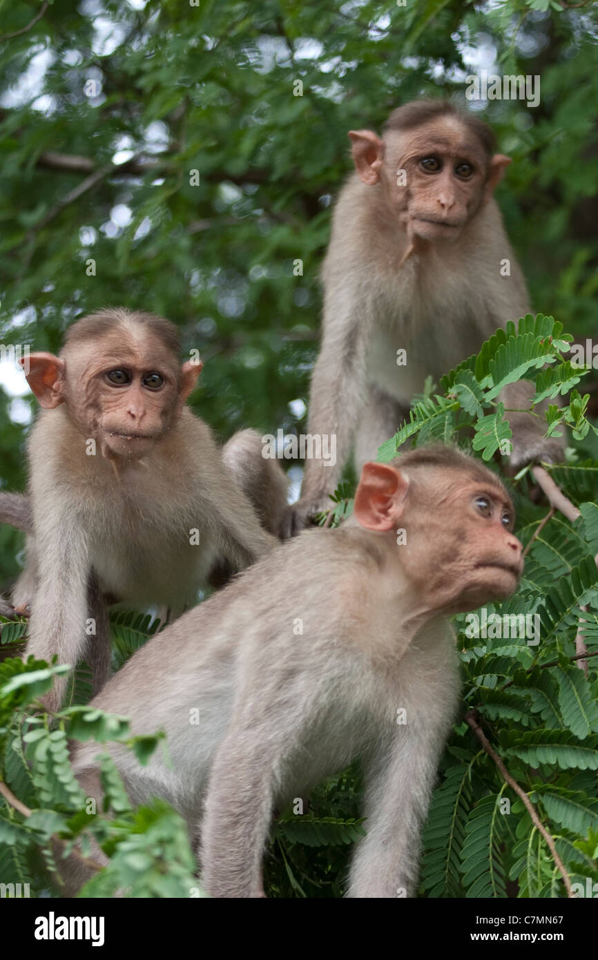 Three monkeys, Bonnet Macaques (Macaca radiata) in a tree. Near Chennai ...