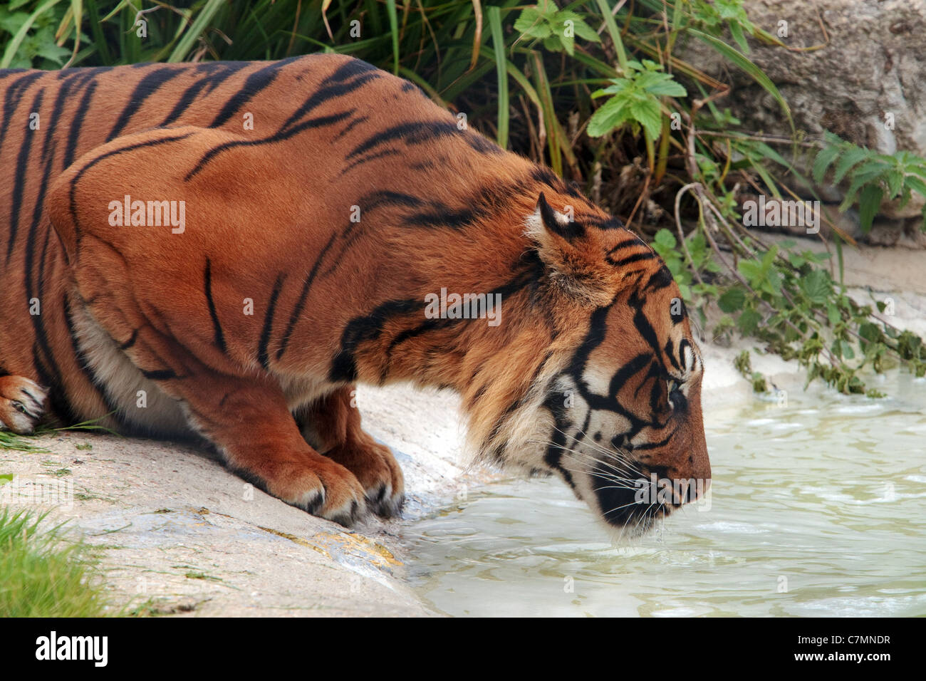 Tiger drinking water hi-res stock photography and images - Alamy