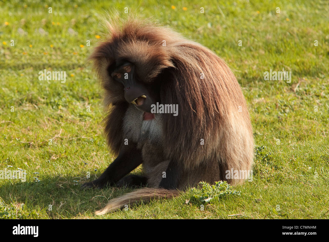 Baboon teeth hi-res stock photography and images - Alamy