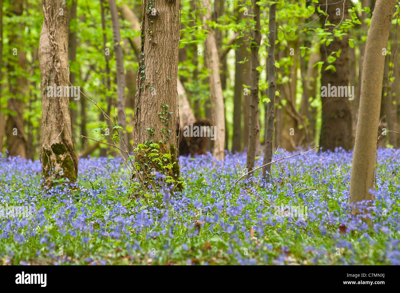 Bluebells in Standish Wood, Stroud, Gloucestershire, Cotswolds, UK ...