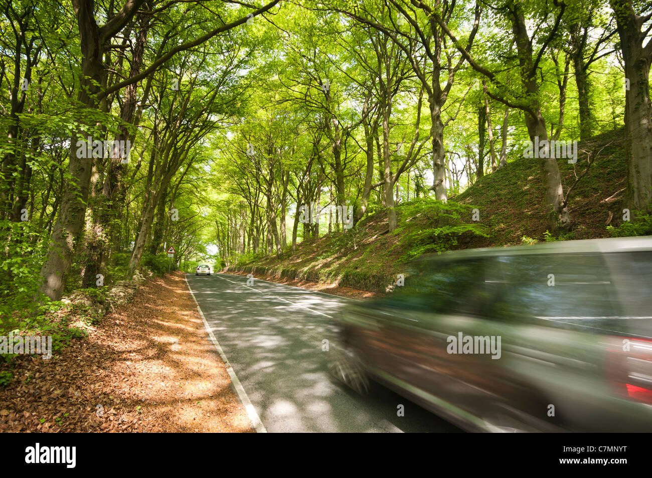 Car passing through canopy of trees, Gloucestershire, Cotswolds, UK ...