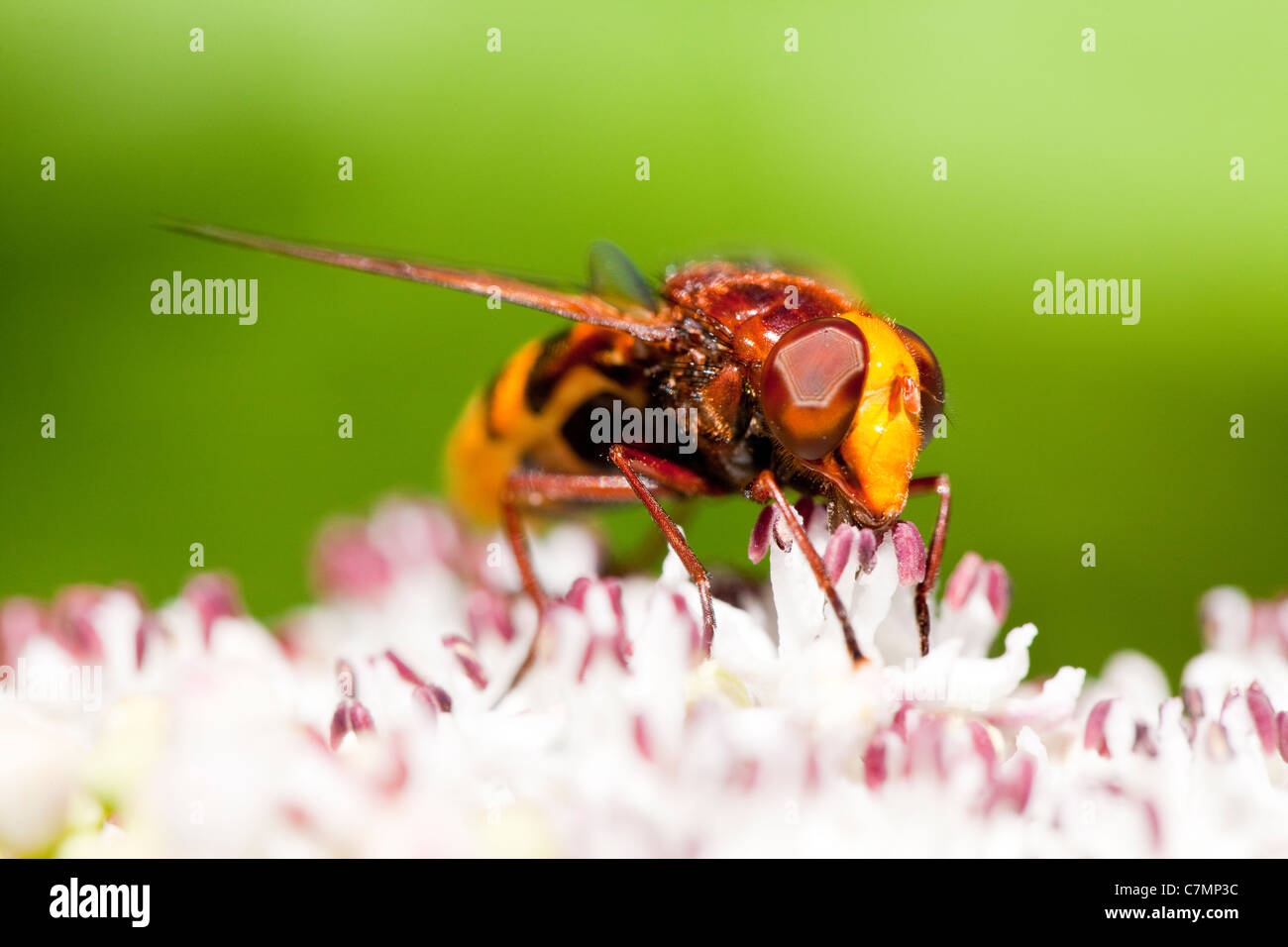 European hoverfly ( Helophilus Pendulus Stock Photo - Alamy