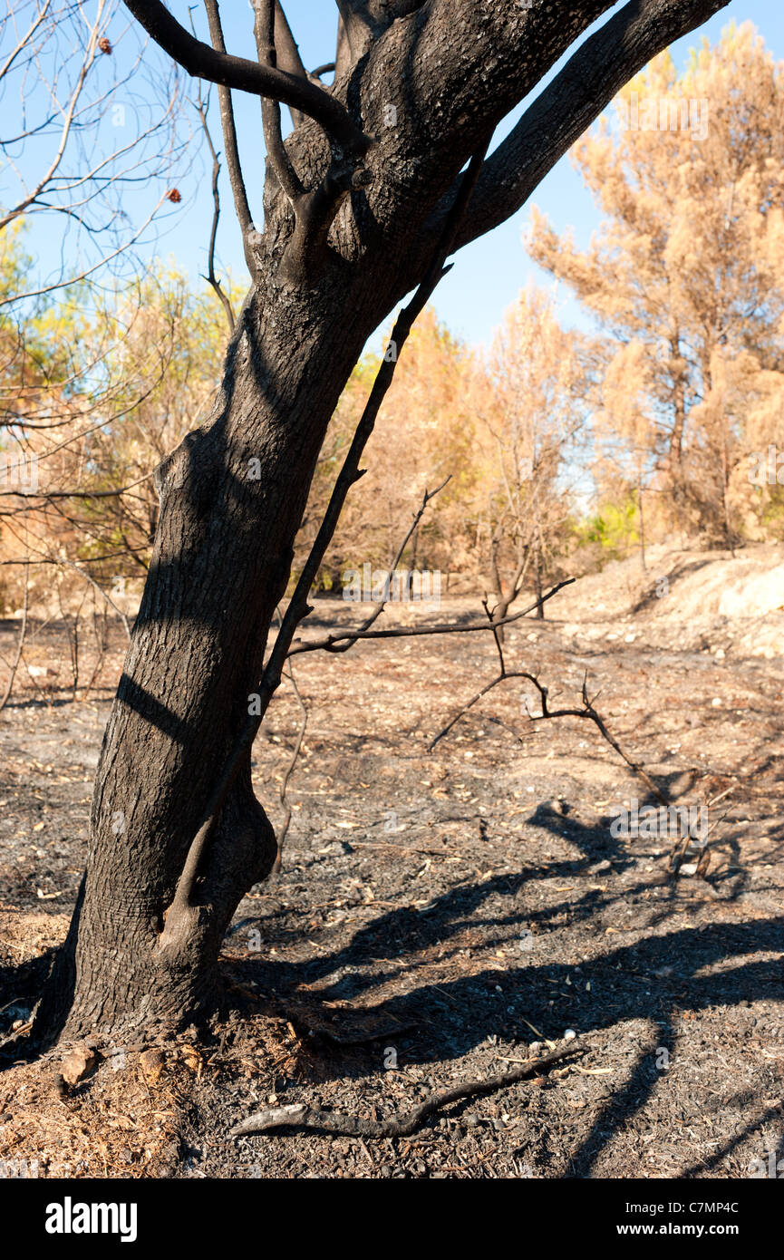 The aftermath of a devastating fire in a pine forest Stock Photo - Alamy