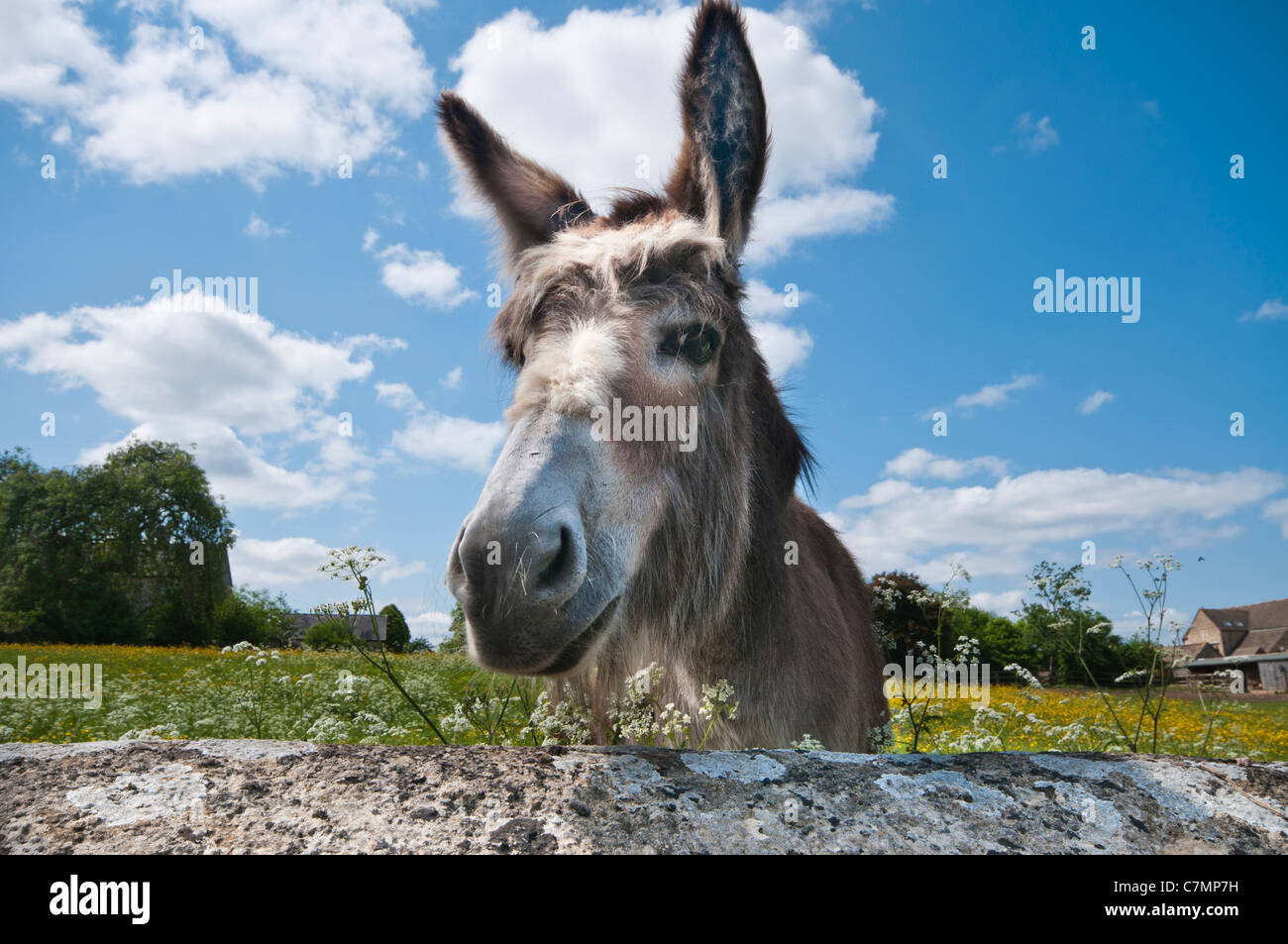 Donkey face hi-res stock photography and images - Alamy